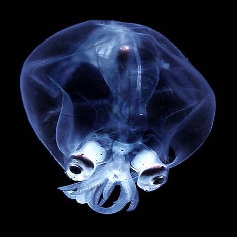15 Transparent Fish And Sea Creatures – See Through Life of The Deep ...