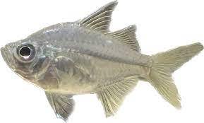 15 Transparent Fish And Sea Creatures – See Through Life of The Deep ...