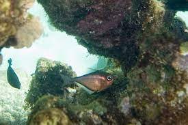 15 Transparent Fish And Sea Creatures – See Through Life of The Deep ...