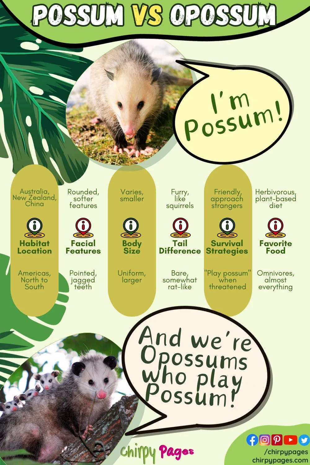 Possum vs Opossum: Explore Fascinating Differences of These Lively ...