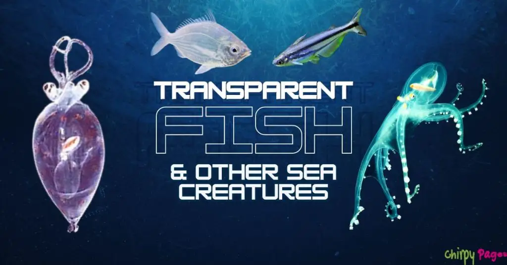15 Transparent Fish And Sea Creatures – See Through Life of The Deep ...