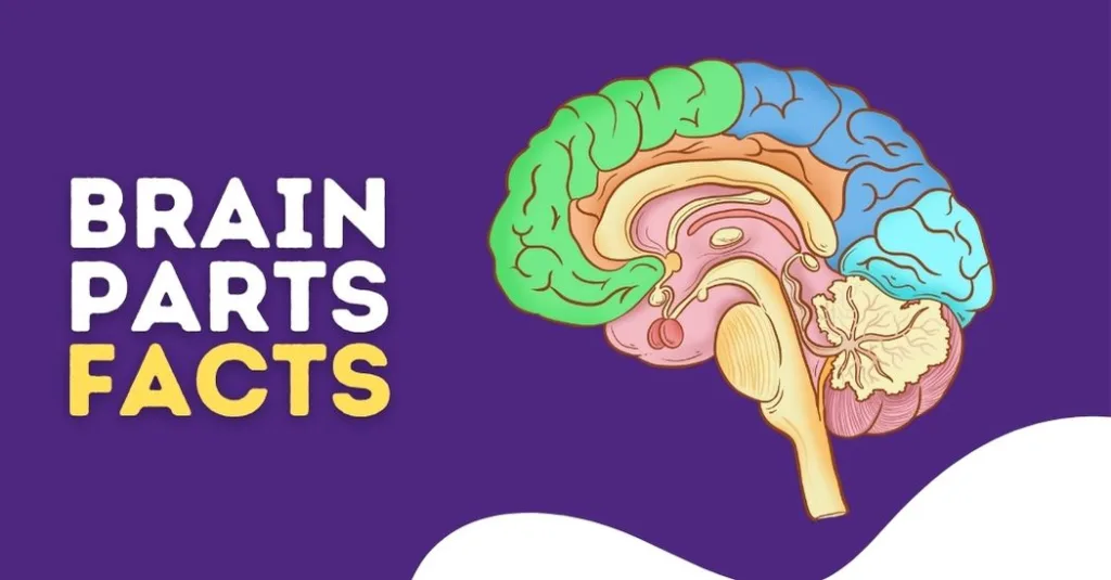 60+ Surprising Brain Facts You Need to Know Now + Quiz