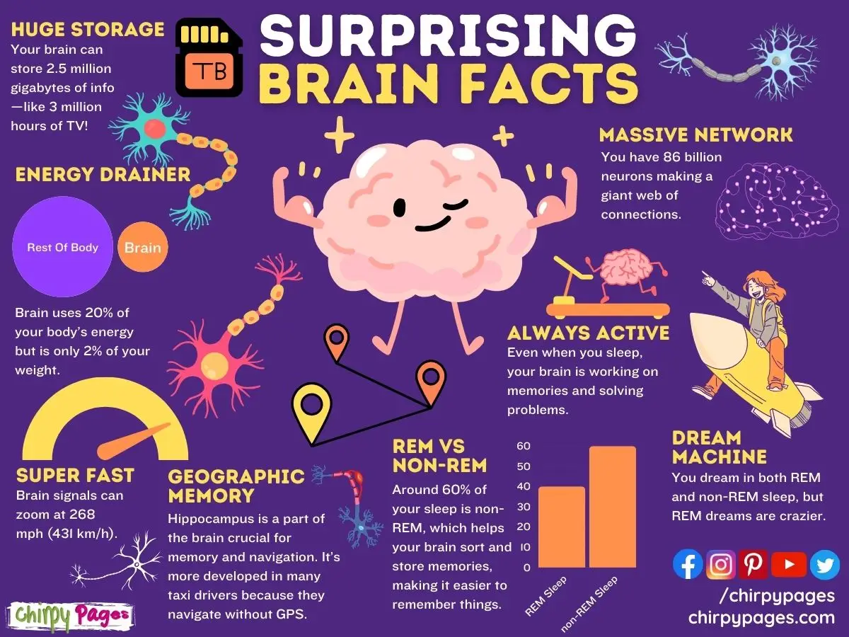 60+ Surprising Brain Facts You Need to Know Now + Quiz